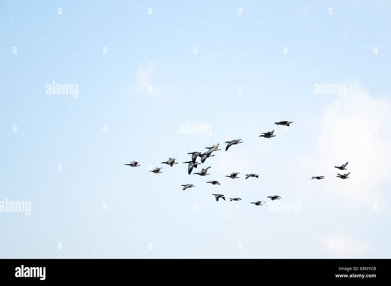 Formation of migratory birds at fall Stock Photo - Alamy