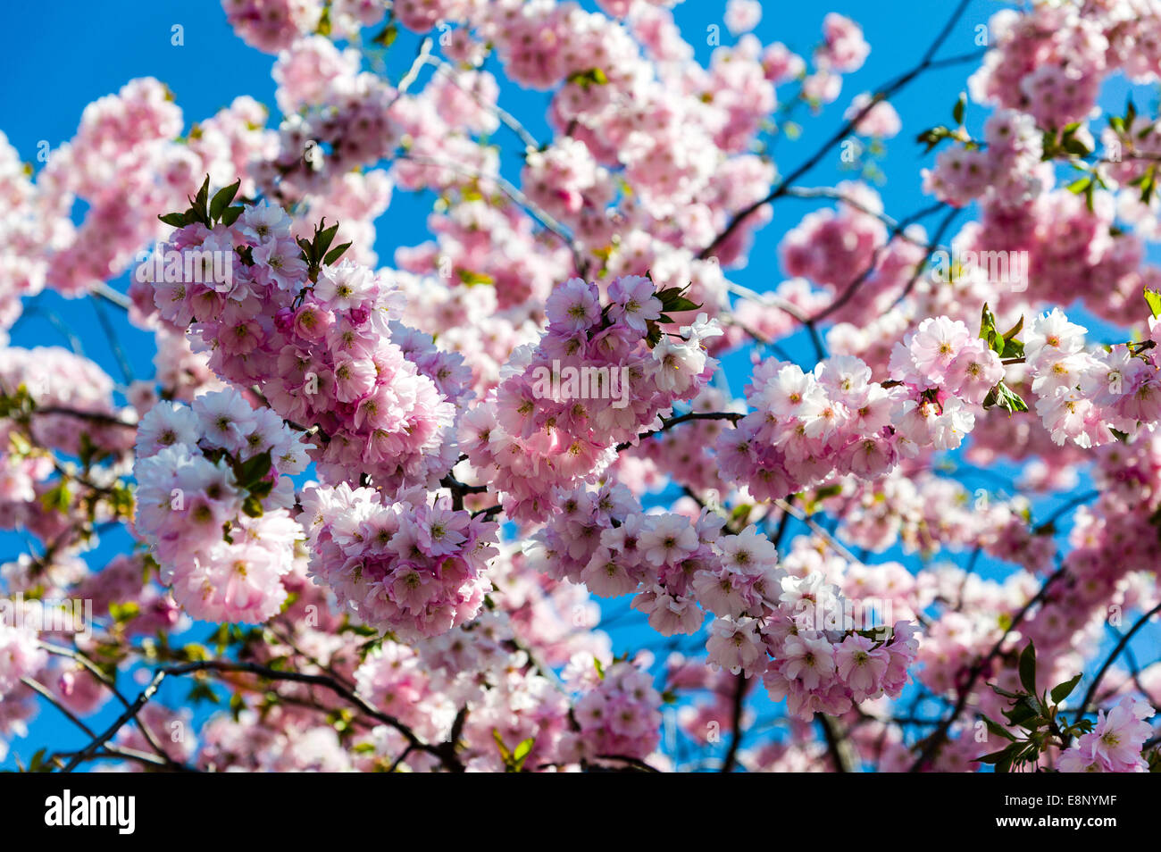 Stockholm sweden cherry blossom hi-res stock photography and images - Alamy