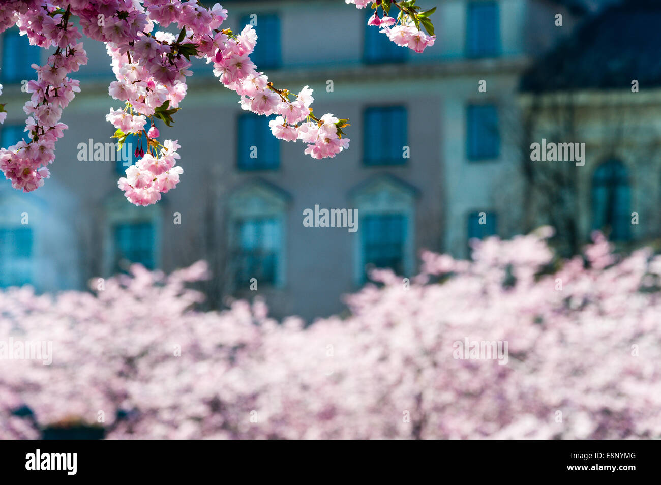 Sweden, Stockholm. Cherry blossom in Kungsträdgården Stock Photo - Alamy