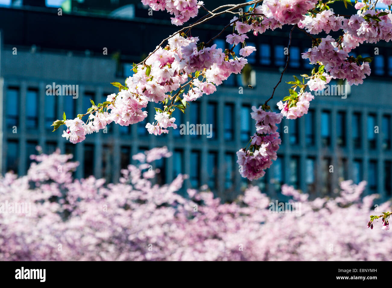 Sweden, Stockholm. Cherry blossom in Kungsträdgården Stock Photo - Alamy