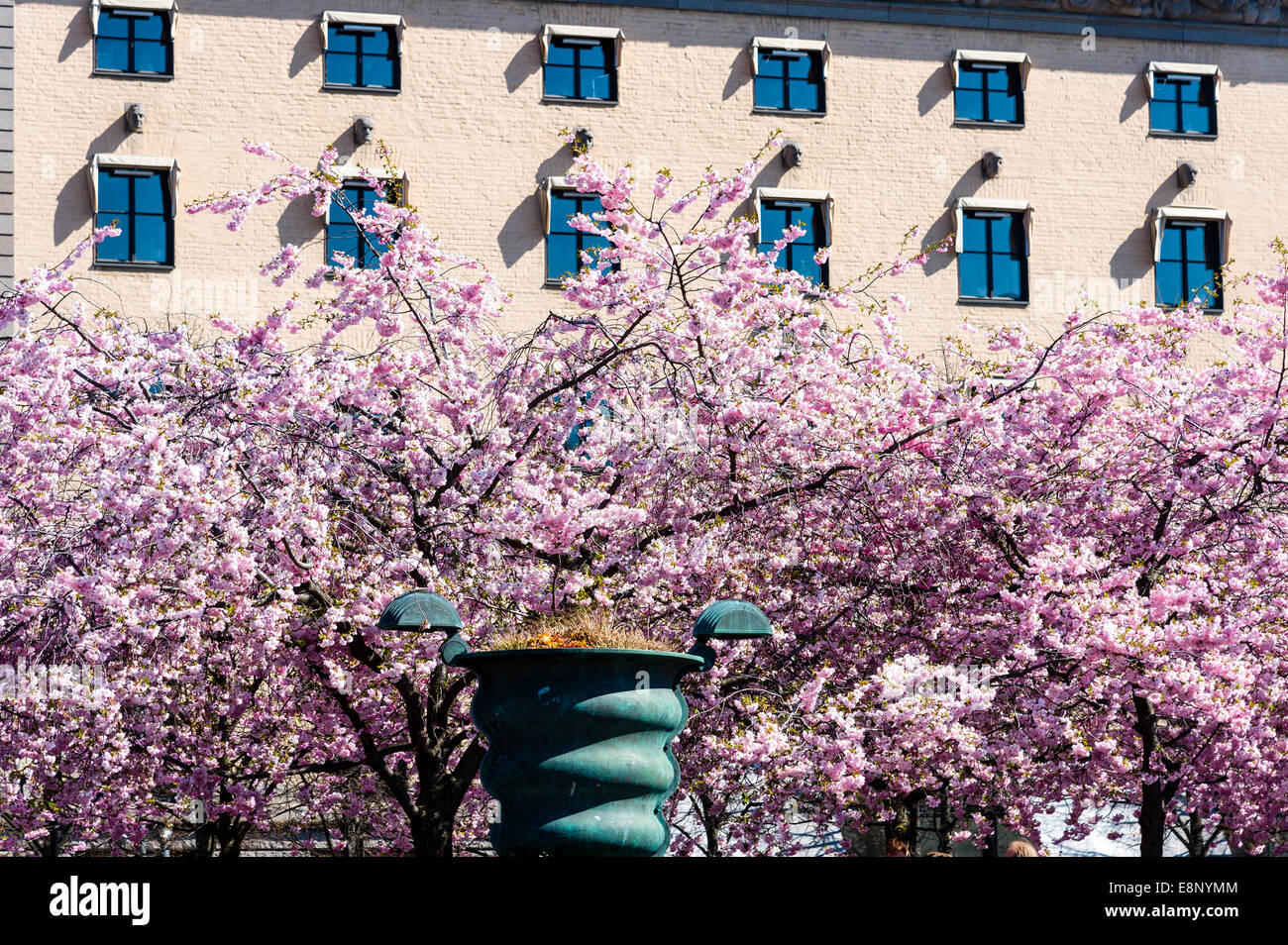 Sweden, Stockholm. Cherry blossom in Kungsträdgården Stock Photo - Alamy