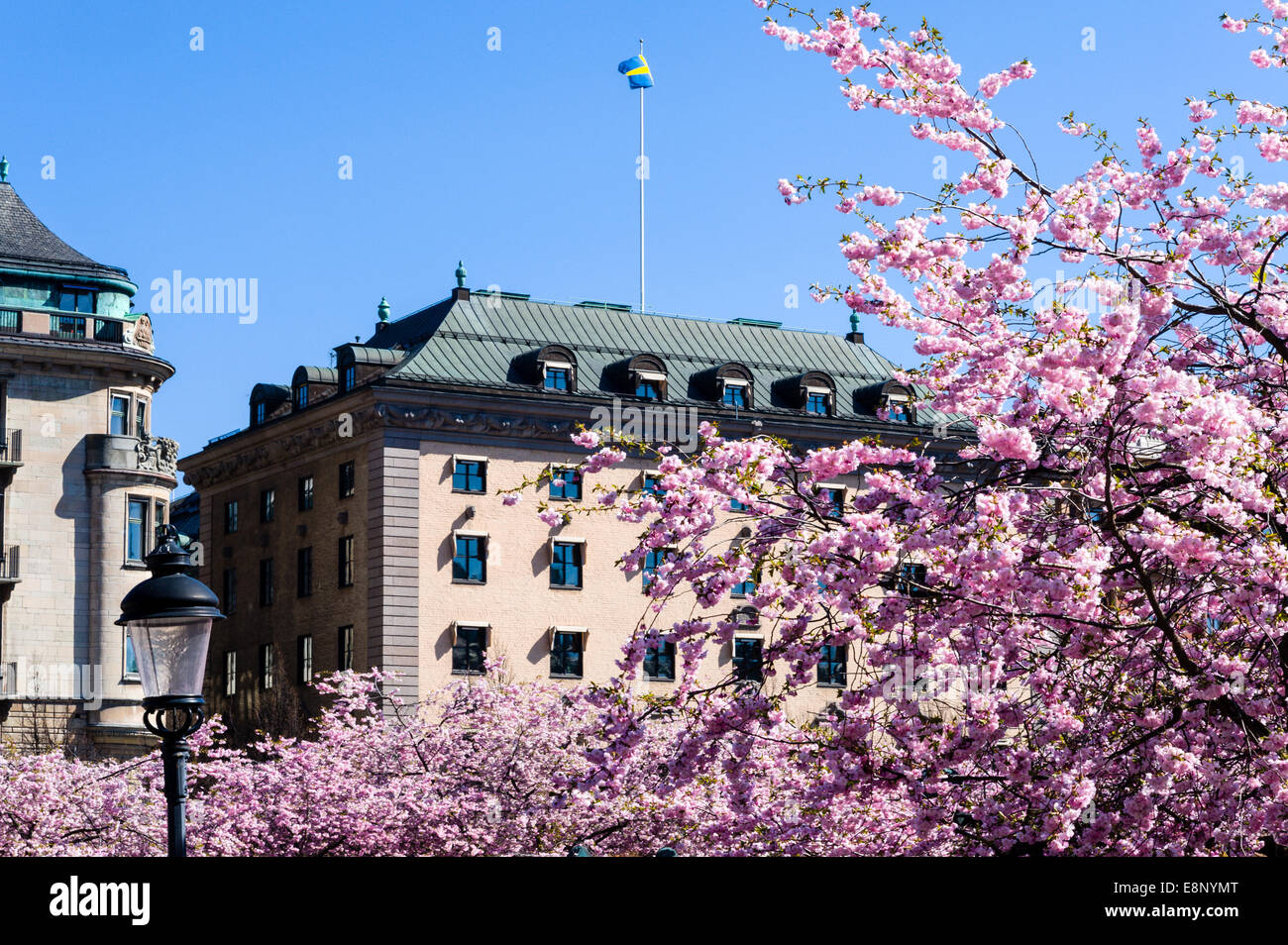 Sweden, Stockholm. Cherry blossom in Kungsträdgården Stock Photo - Alamy