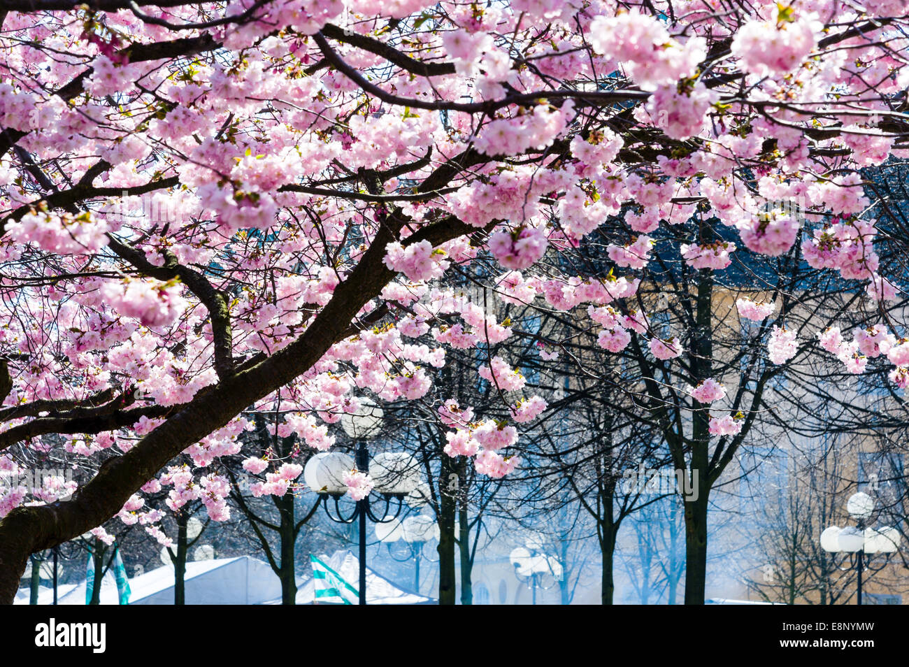 Sweden, Stockholm. Cherry blossom in Kungsträdgården Stock Photo - Alamy