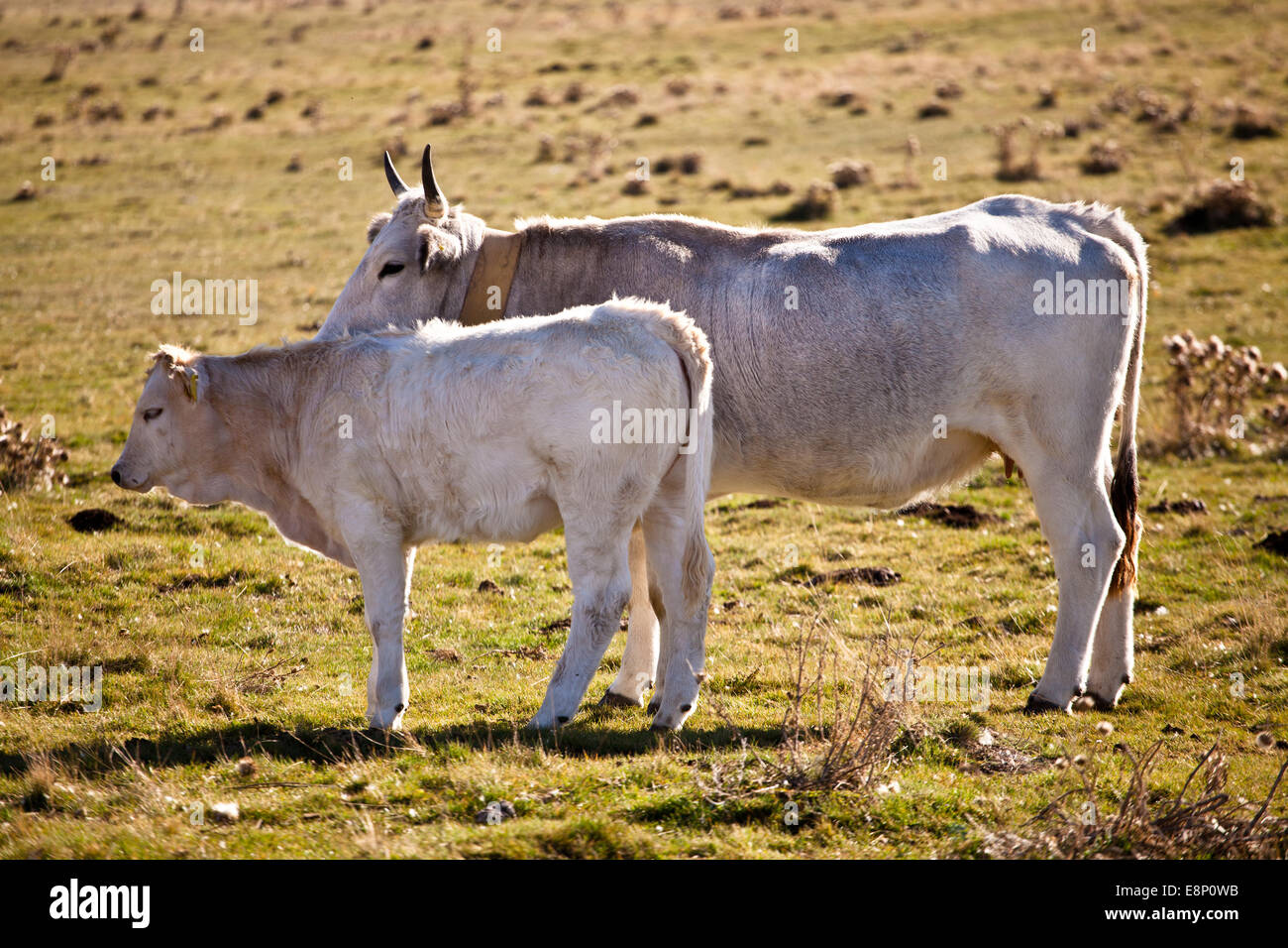 Cow in a field Stock Photo - Alamy