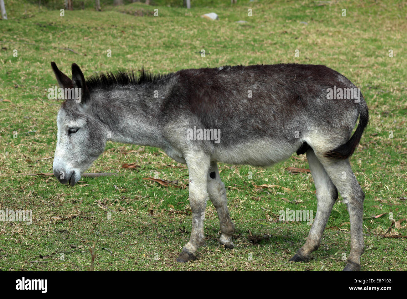 Mule farm hi-res stock photography and images - Alamy