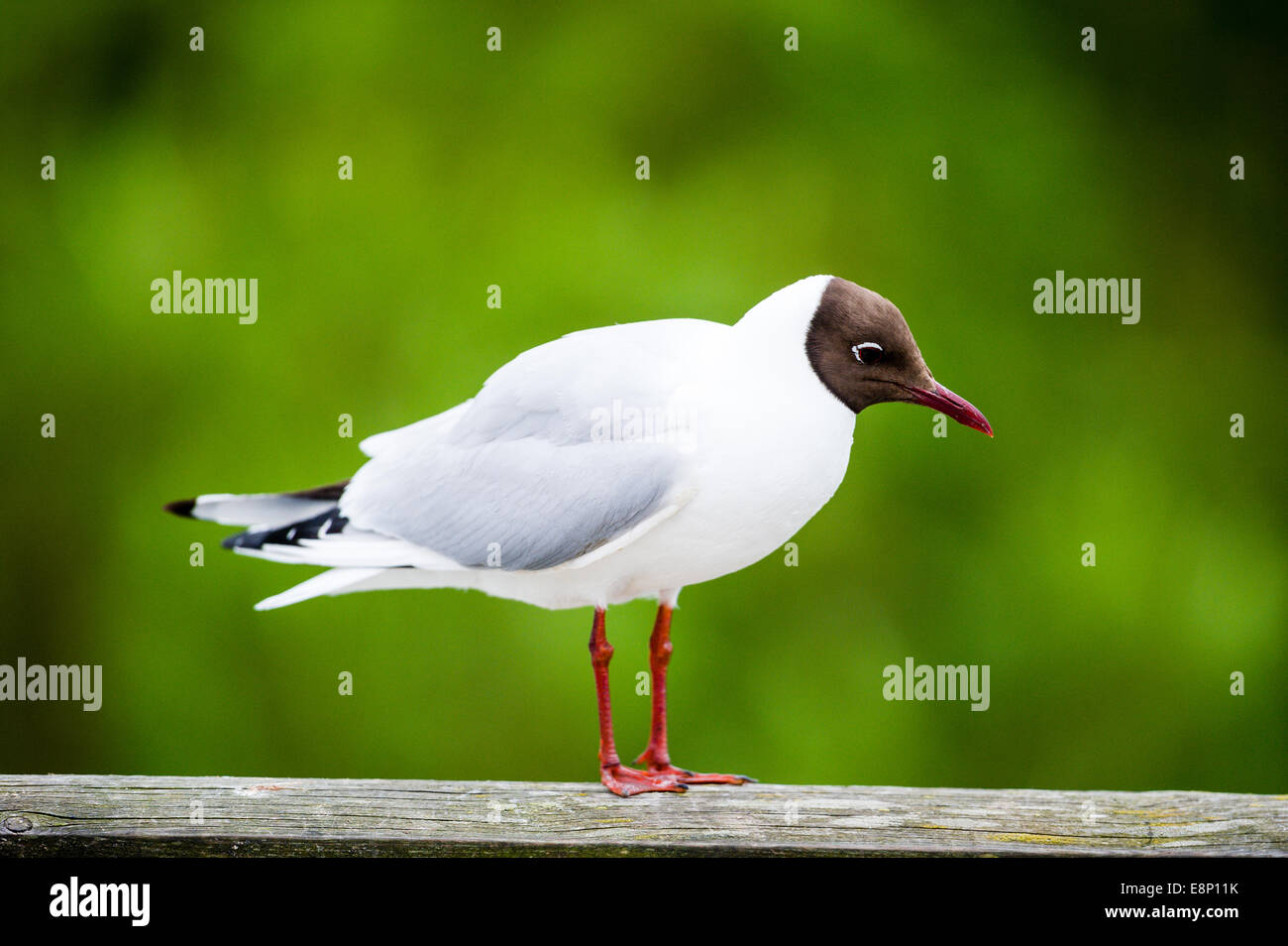 Norway, Stavanger. A sad looking Black-headed Gull Stock Photo - Alamy