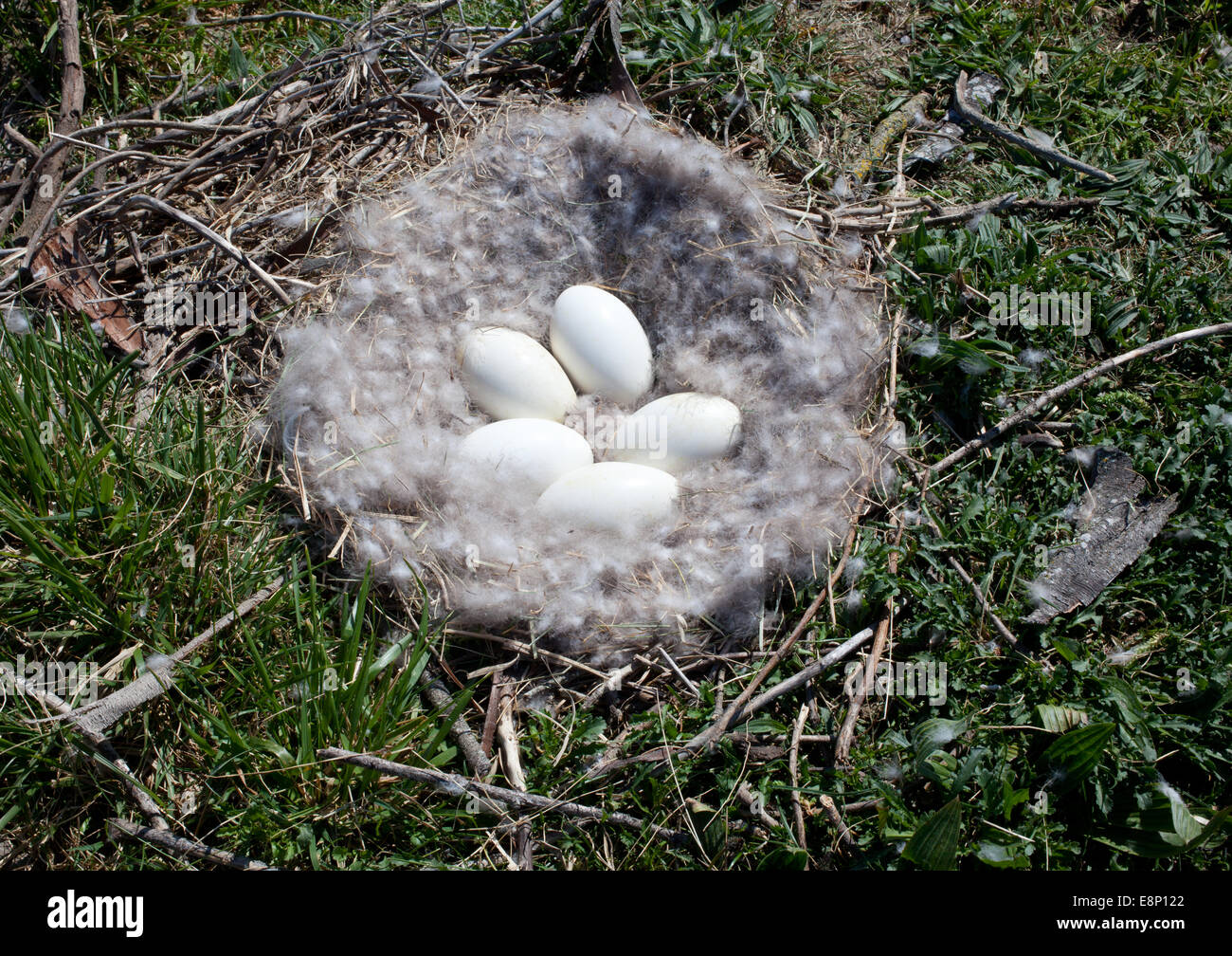 A Look at life in New Zealand. Canada Goose nest with eggs, in the wild ...