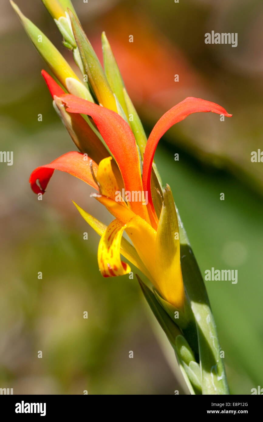Opening flower of Achira, Canna edulis, a green leaved species used in ...