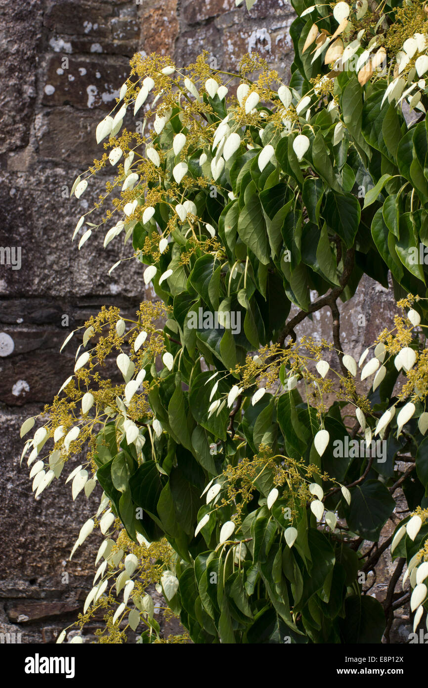 Self clinging hydrangea High Resolution Stock Photography and Images ...