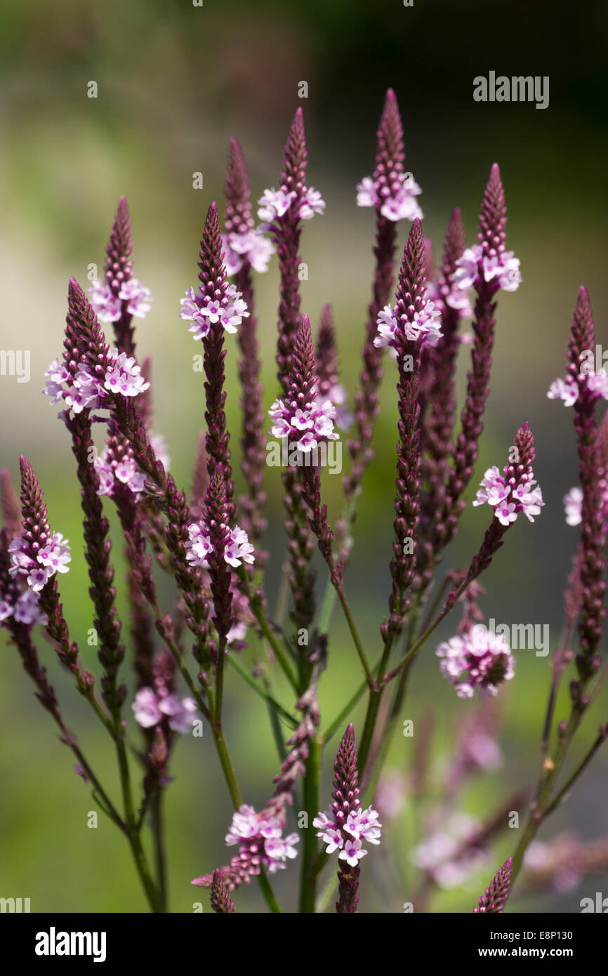 Verbena hastata f rosea hi-res stock photography and images - Alamy