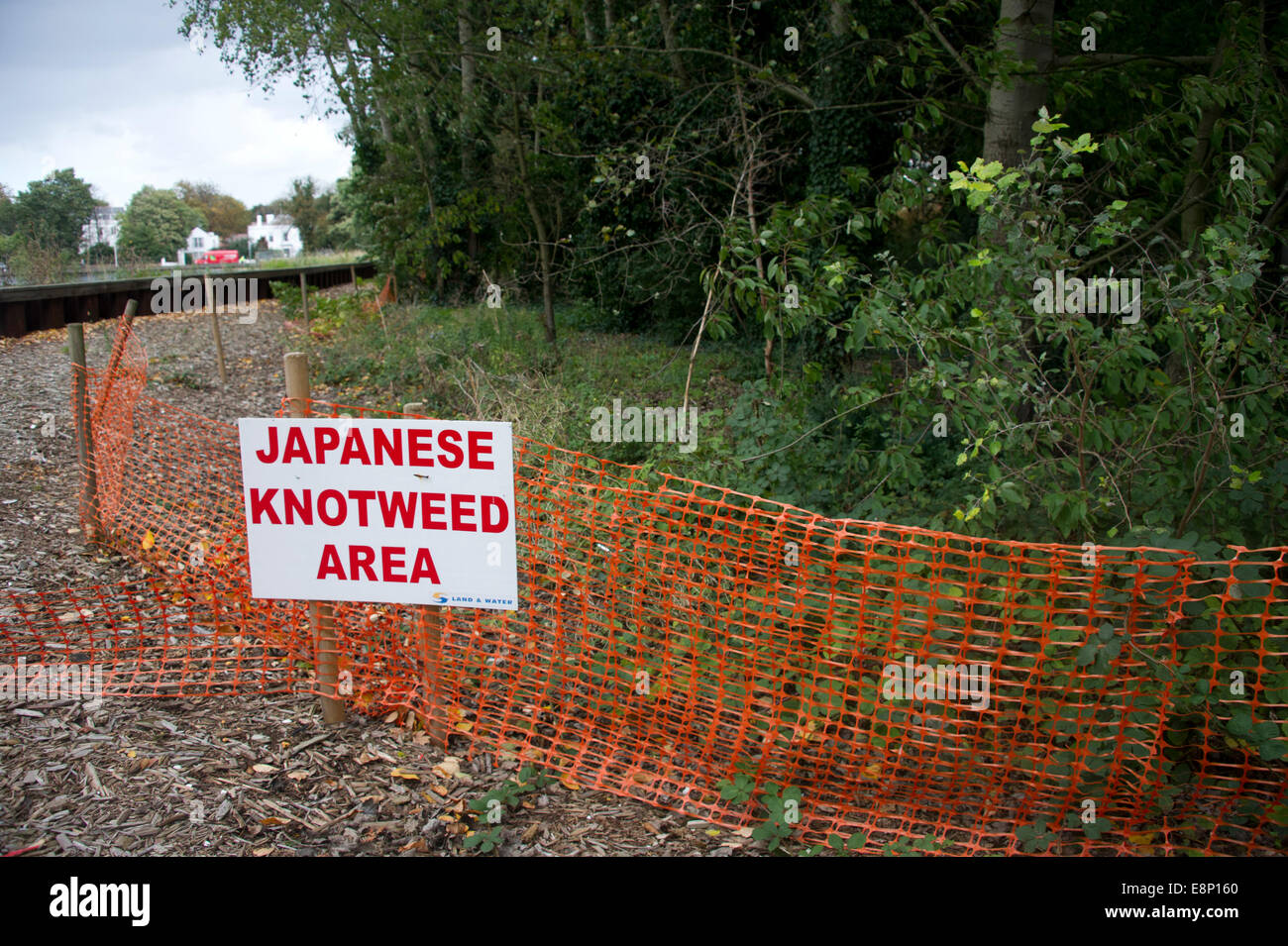 A sign warning of Japanese Knotweed invasion Stock Photo - Alamy