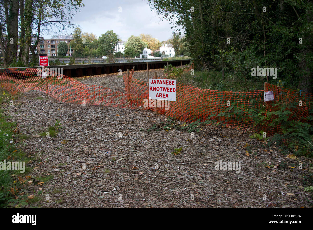 A sign warning of Japanese Knotweed invasion Stock Photo - Alamy