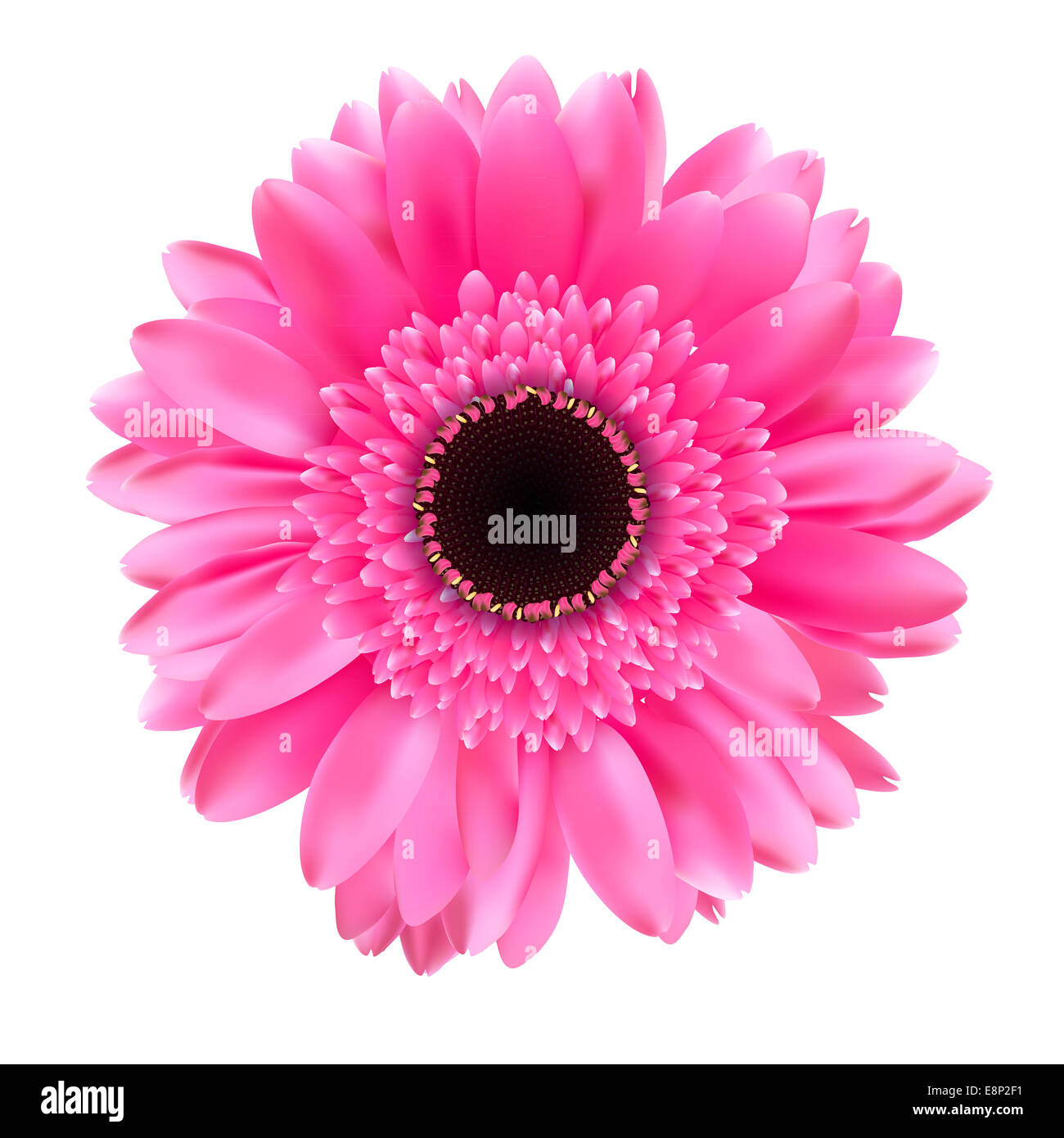 Gerbera Flower Isolated on White Background Vector Illustration Stock ...