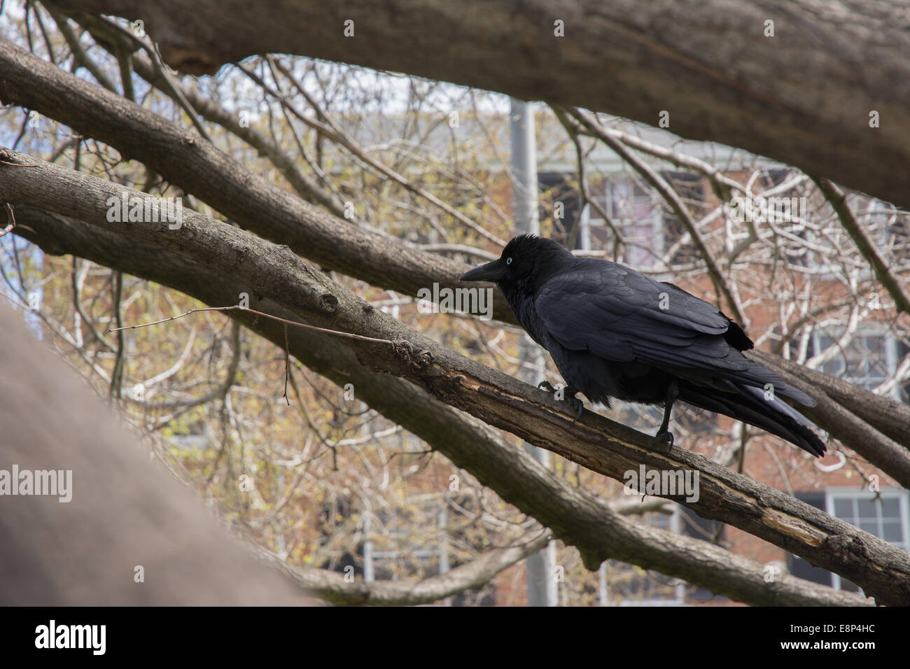 Raven Sitting On A Tree Branch Stock Photo - Alamy