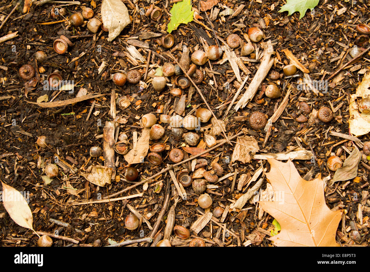 Ground acorns hi-res stock photography and images - Alamy