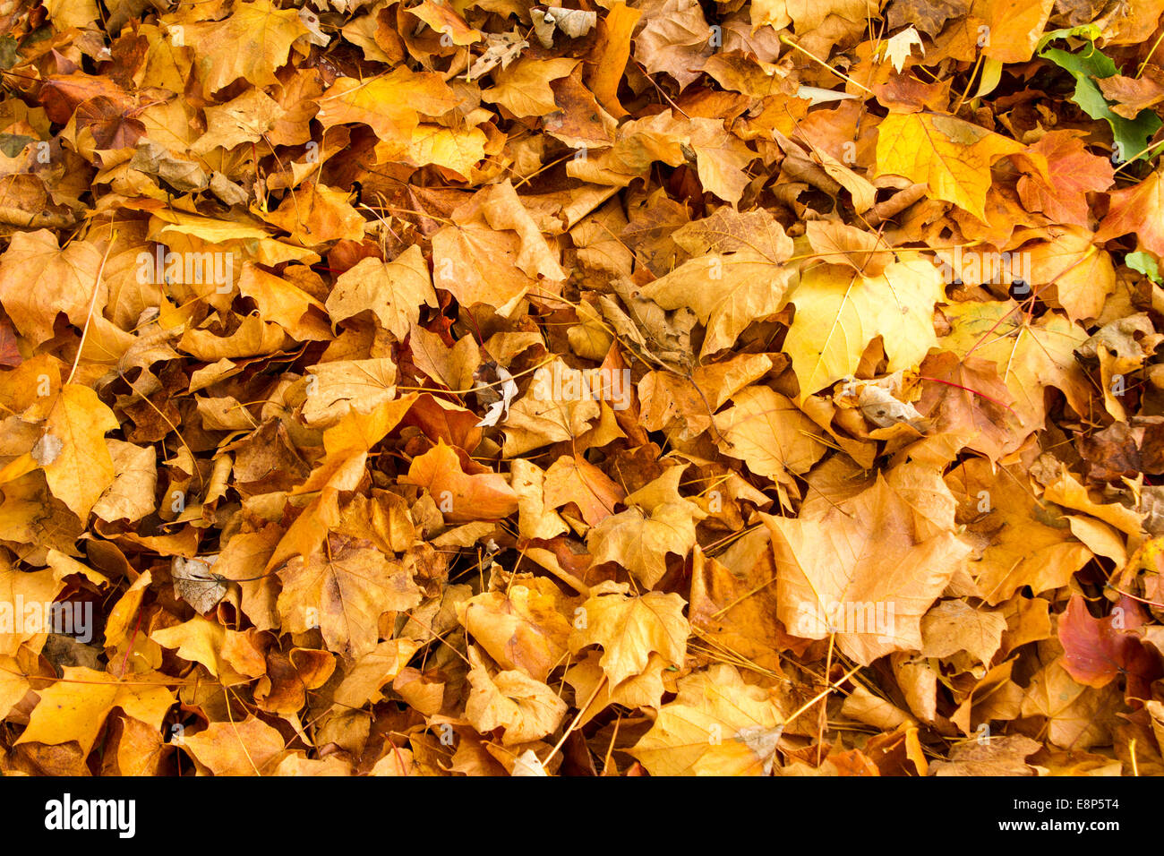 A blanket of colourful autumn leaves cover the ground Stock Photo - Alamy