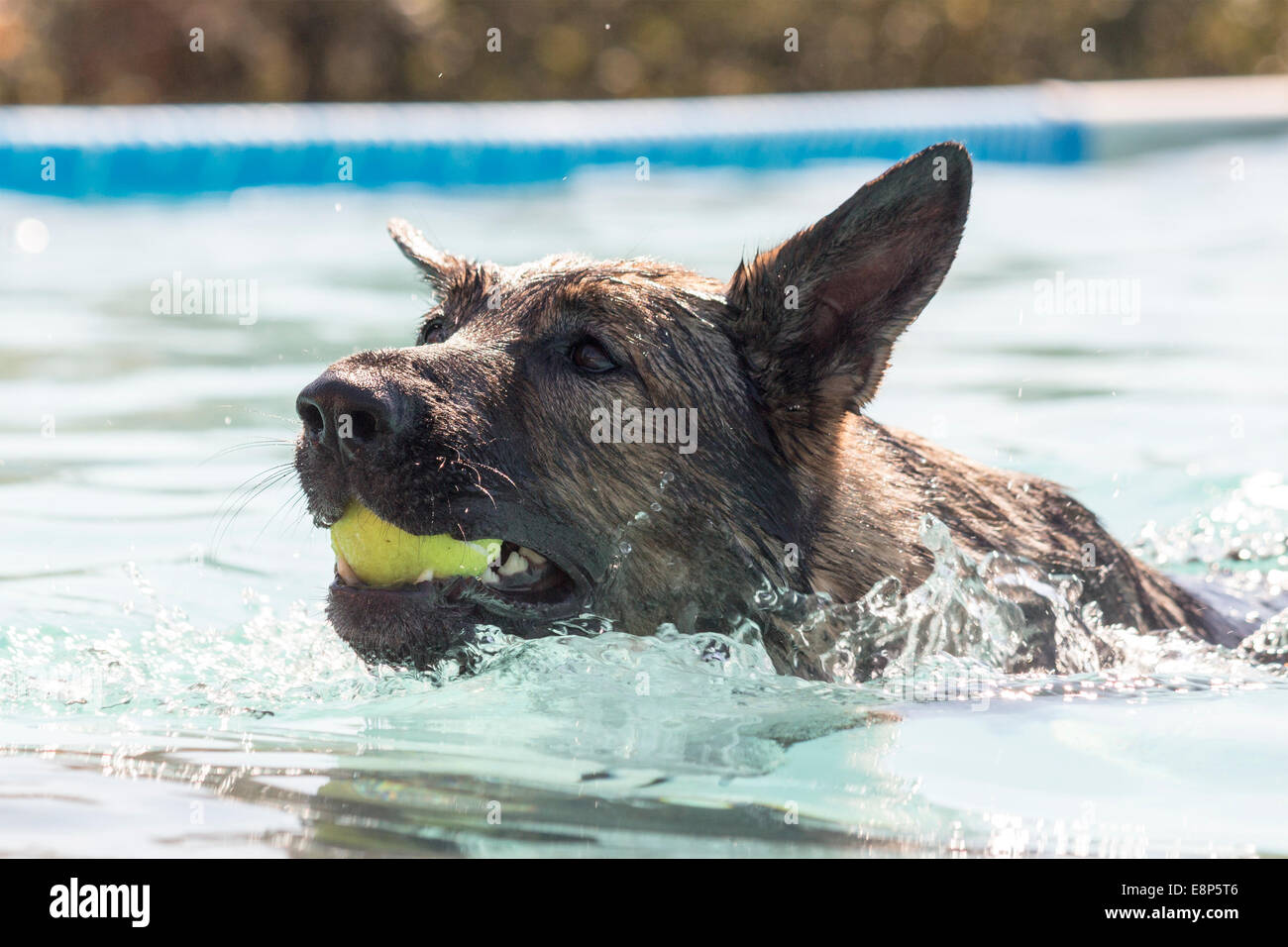 German Shepherd with tennis ball in pool after diving in a Dock Dog ...