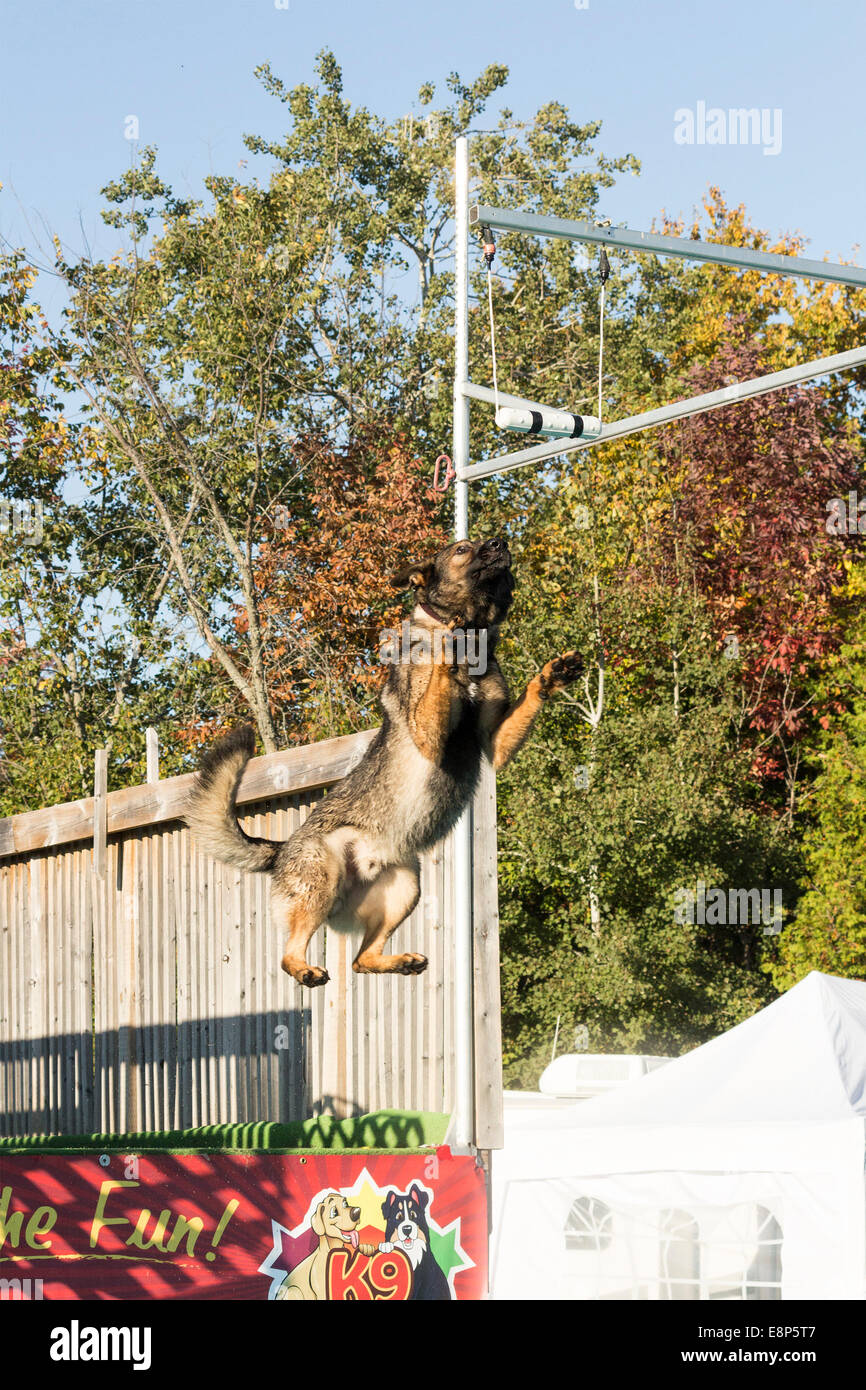 German Shepherd leaps from the dock to try to grab a hanging toy at a ...