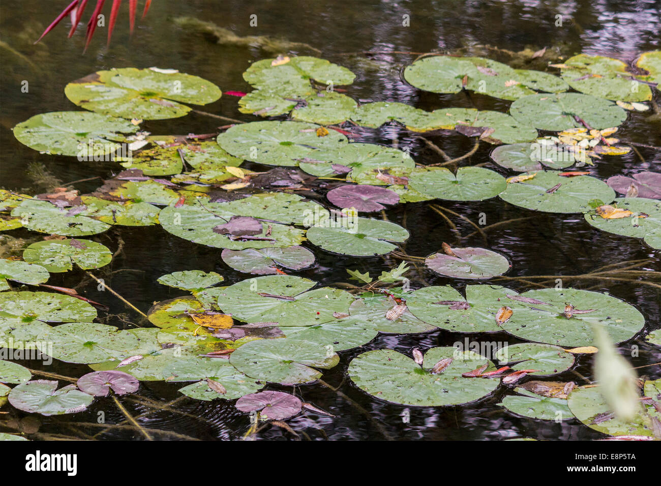 Lily pads floating on river hi-res stock photography and images - Alamy