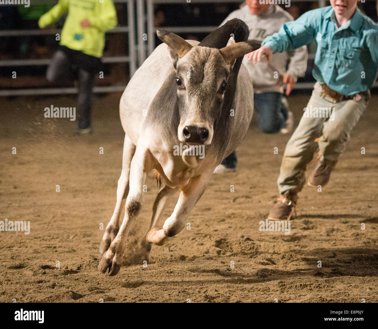 Child on rodeo cow hi-res stock photography and images - Alamy