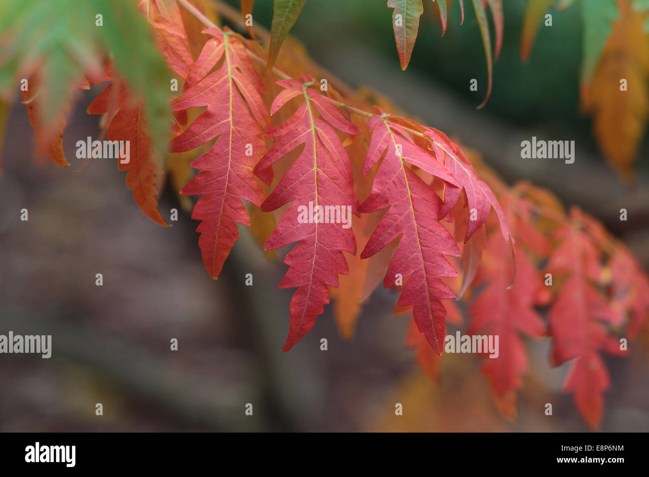 Autumn leaves tree branch hi-res stock photography and images - Alamy