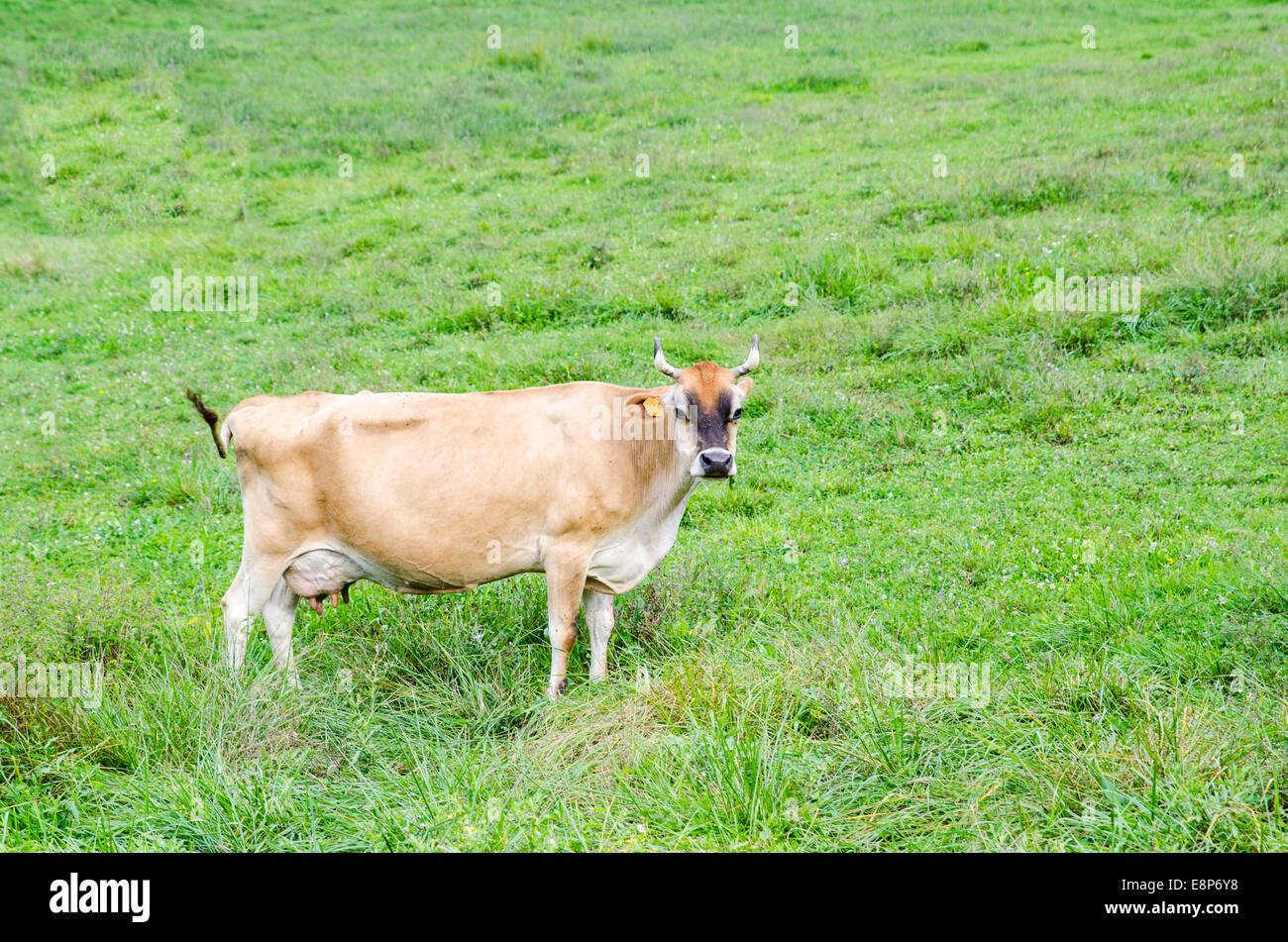 Alone cow eating grass in green pasture Stock Photo - Alamy