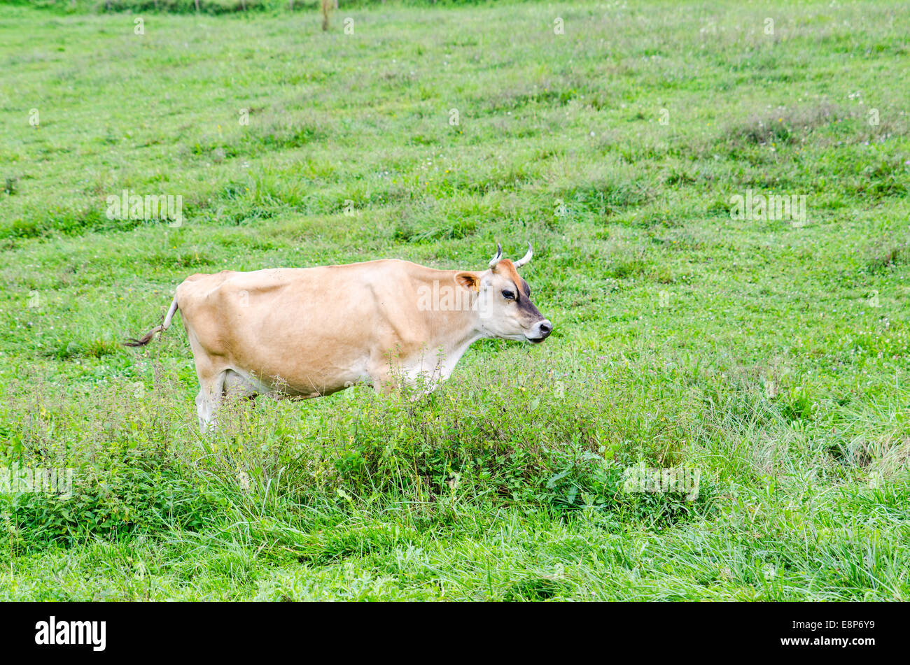 Alone cow eating grass in green pasture Stock Photo - Alamy