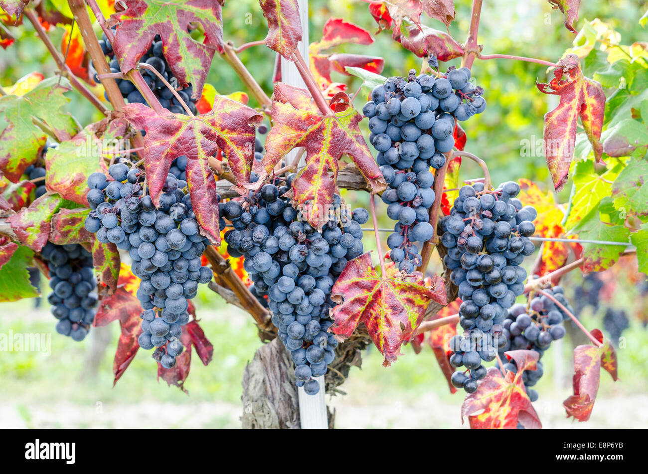 Red grapes and leaves in vineyard landscape Stock Photo - Alamy