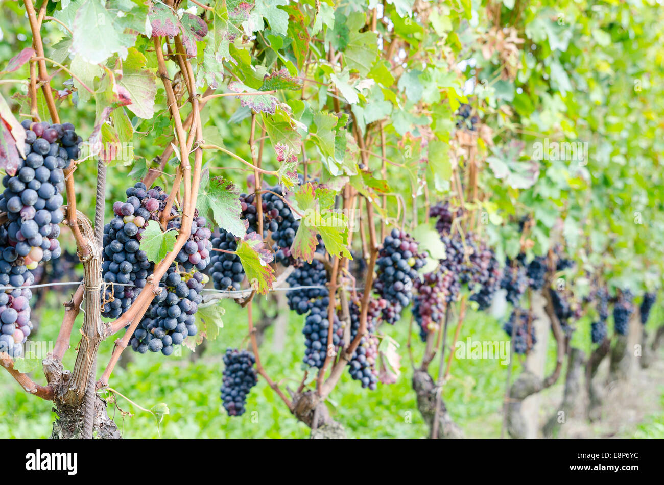 Red grapes and leaves in vineyard landscape Stock Photo - Alamy