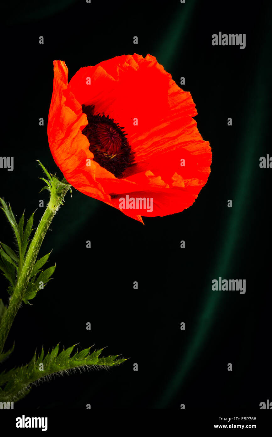 beautiful wild-growing red poppy on dark background Stock Photo - Alamy