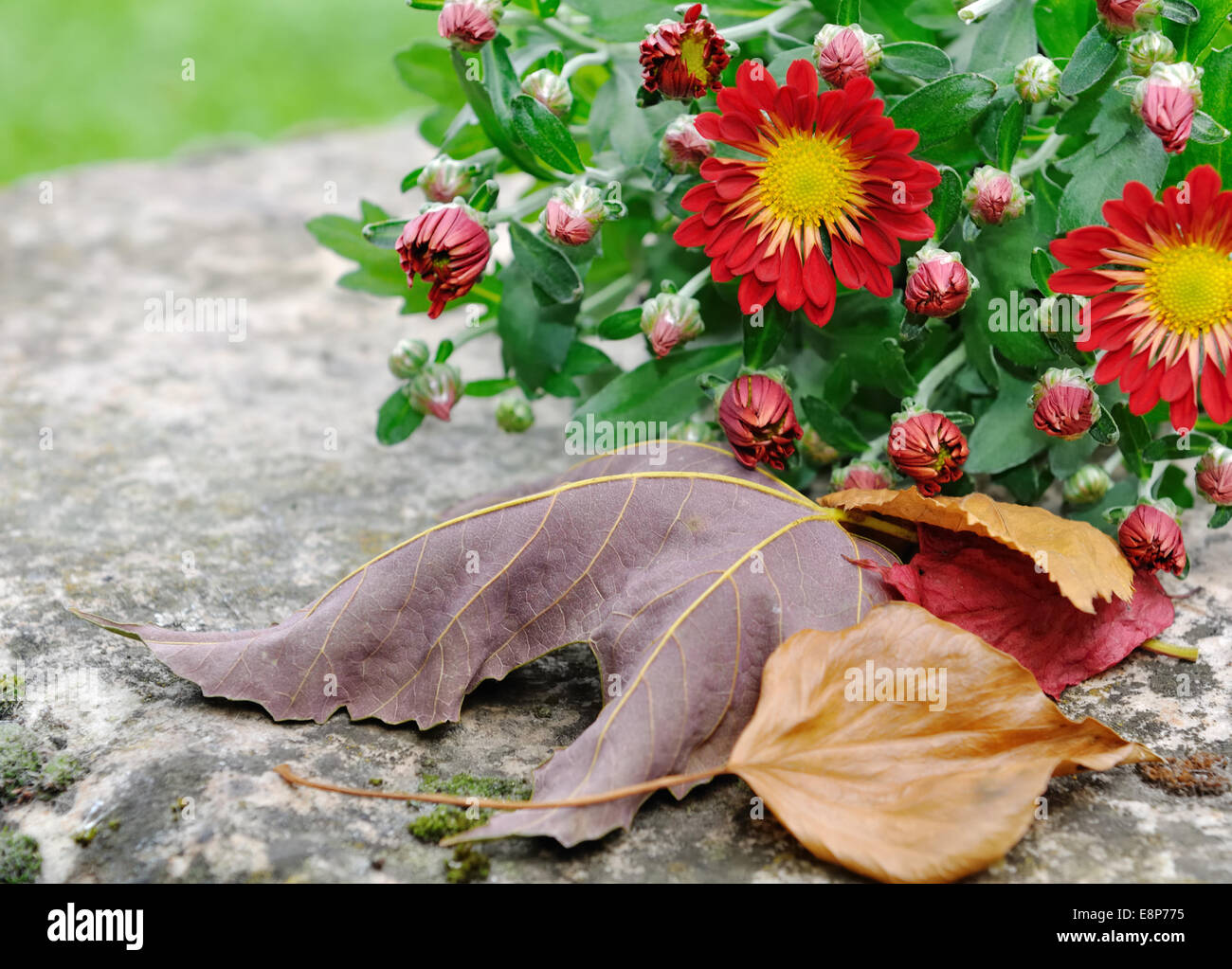 chrysanthemum flowers and fallen leaves on a stone bench Stock Photo ...