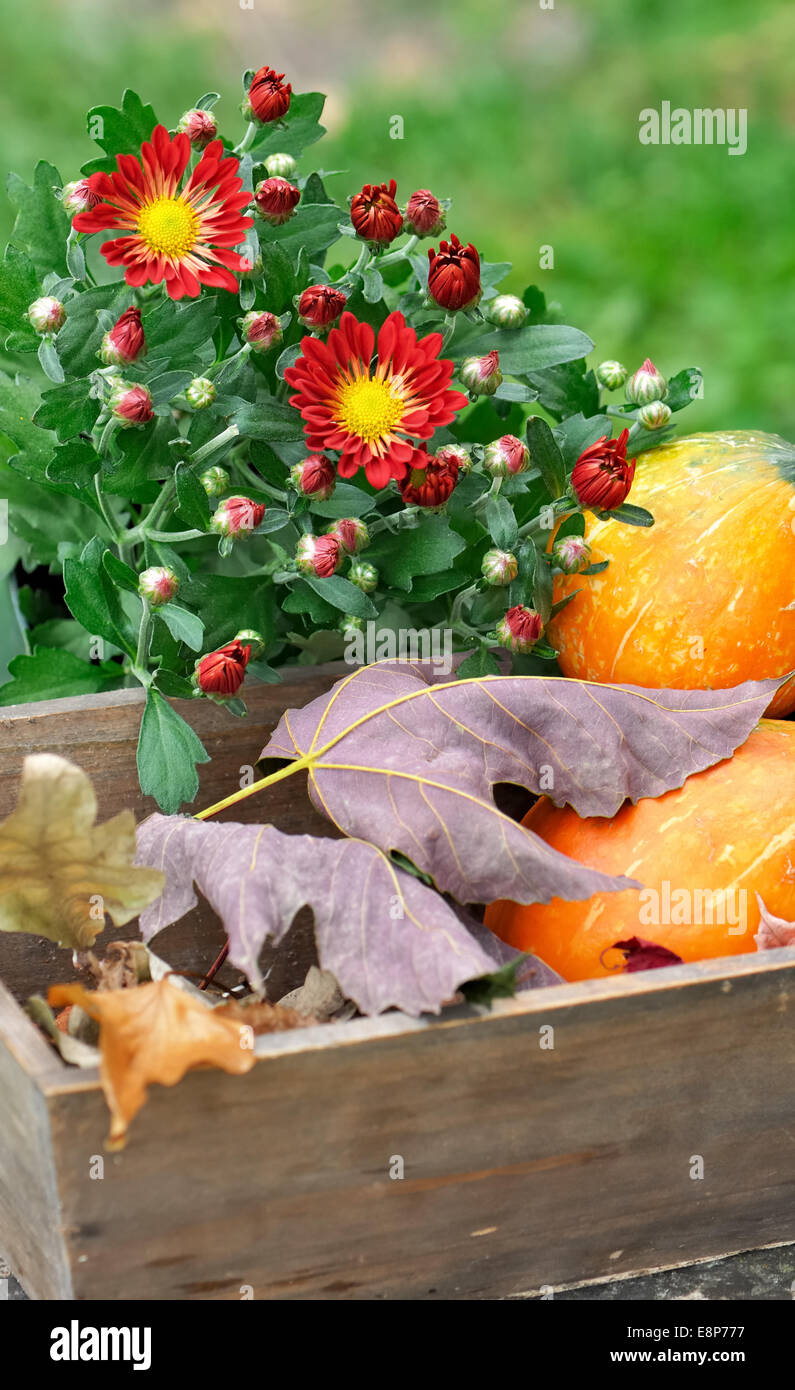 chrysanthemum flowers and fallen leaves in a wooden box in garden Stock ...