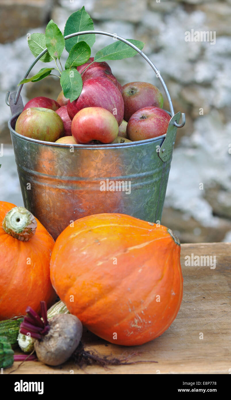 bucket of apples and squash on a table Stock Photo - Alamy