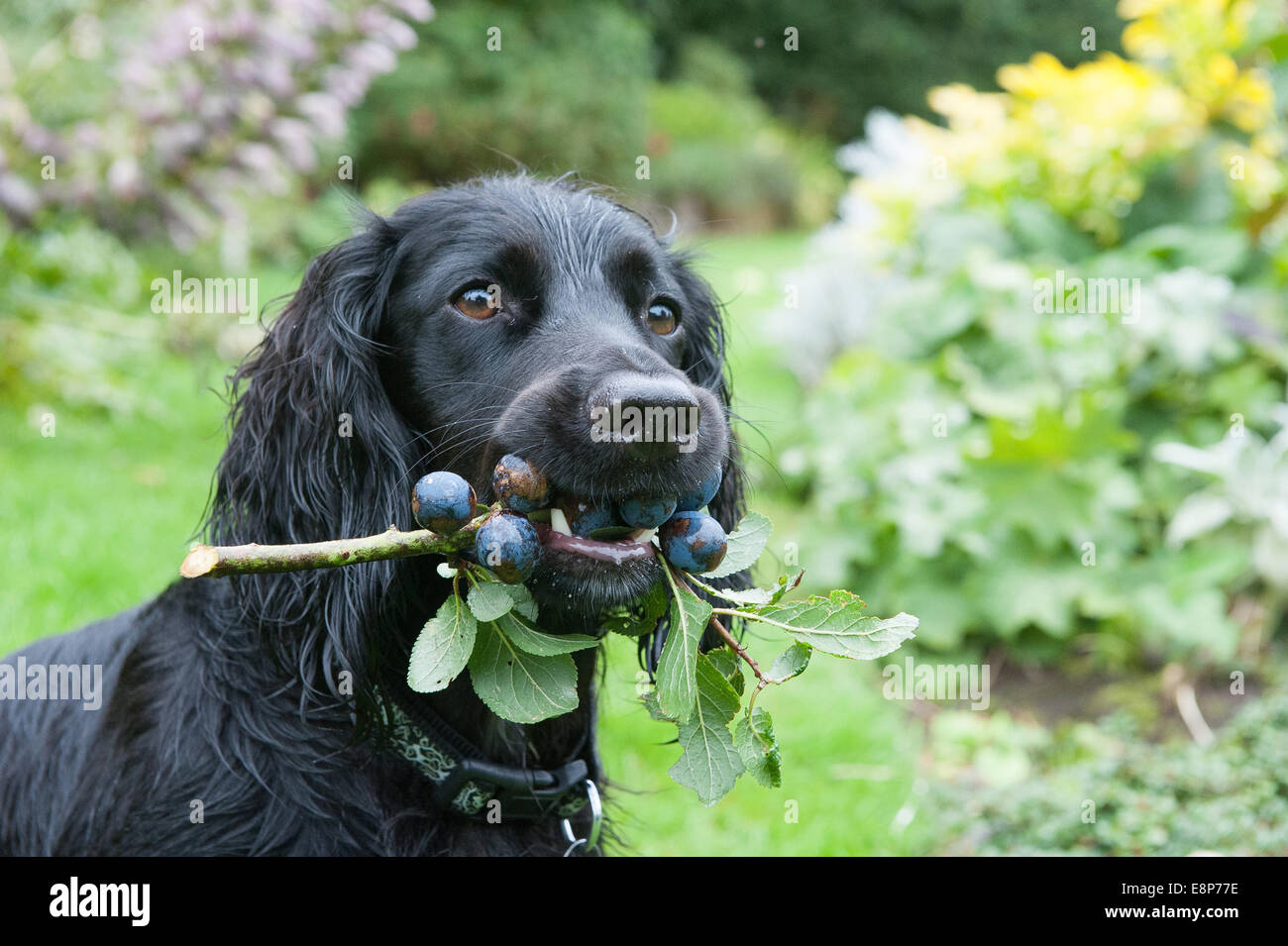 Working Cocker Spaniel carrying sloe damson branch Stock Photo - Alamy