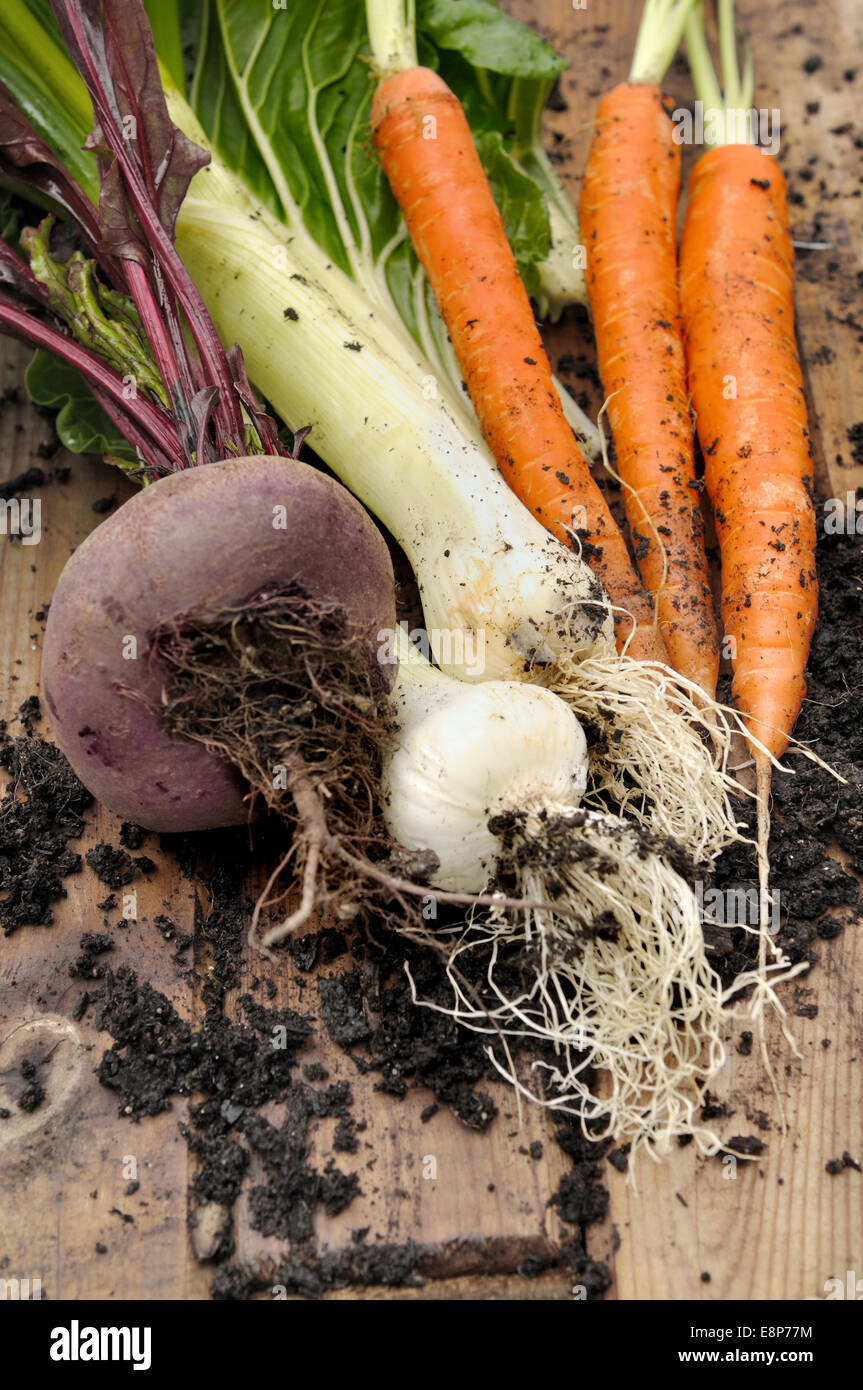 Freshly harvested vegetables from the garden and placed on a plank ...