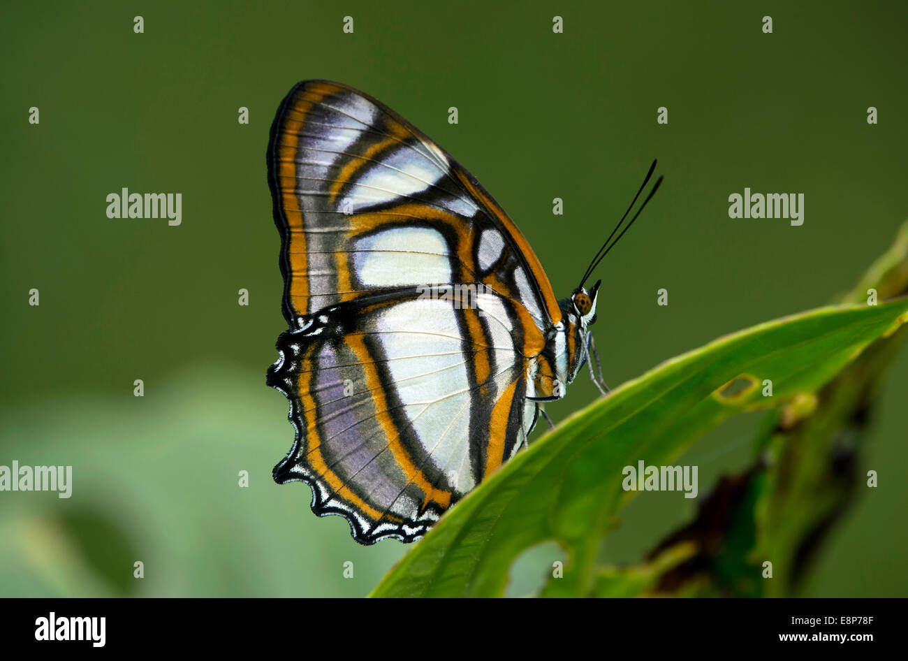 Family nymphalidae hi-res stock photography and images - Alamy