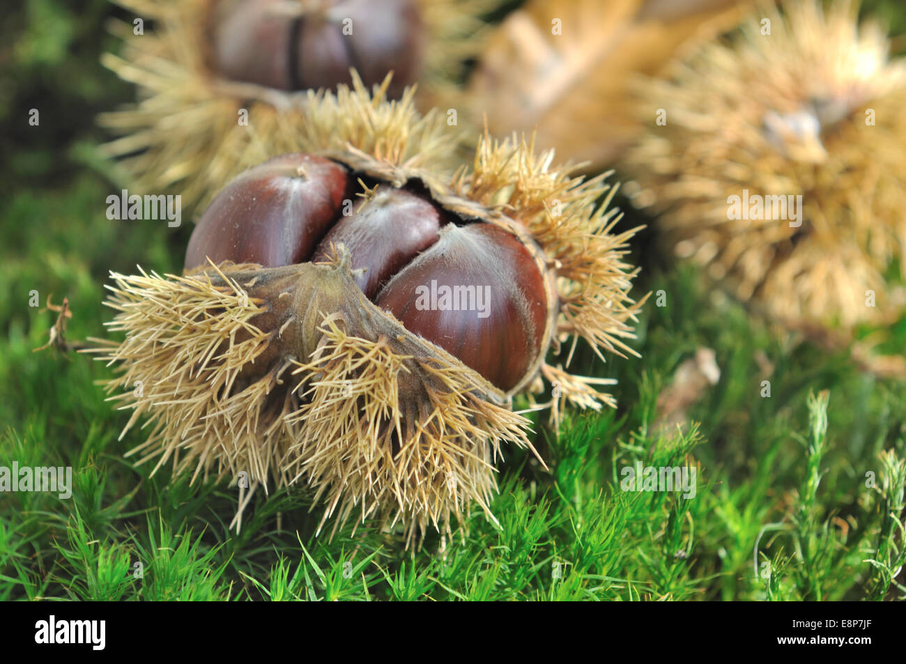 chestnuts in their husk on the ground on green moss Stock Photo - Alamy