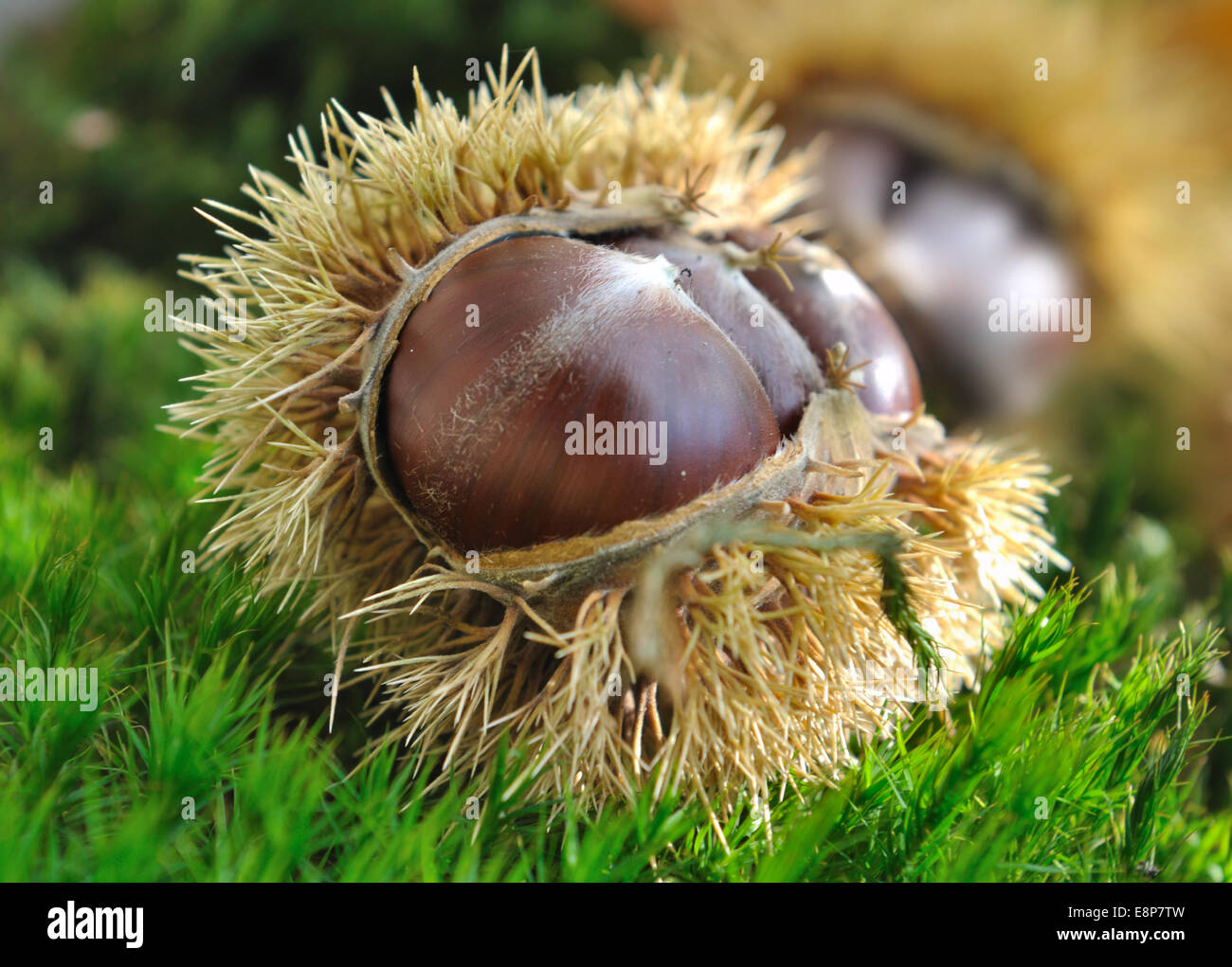close on chestnuts in husk on the soil of a forest Stock Photo - Alamy