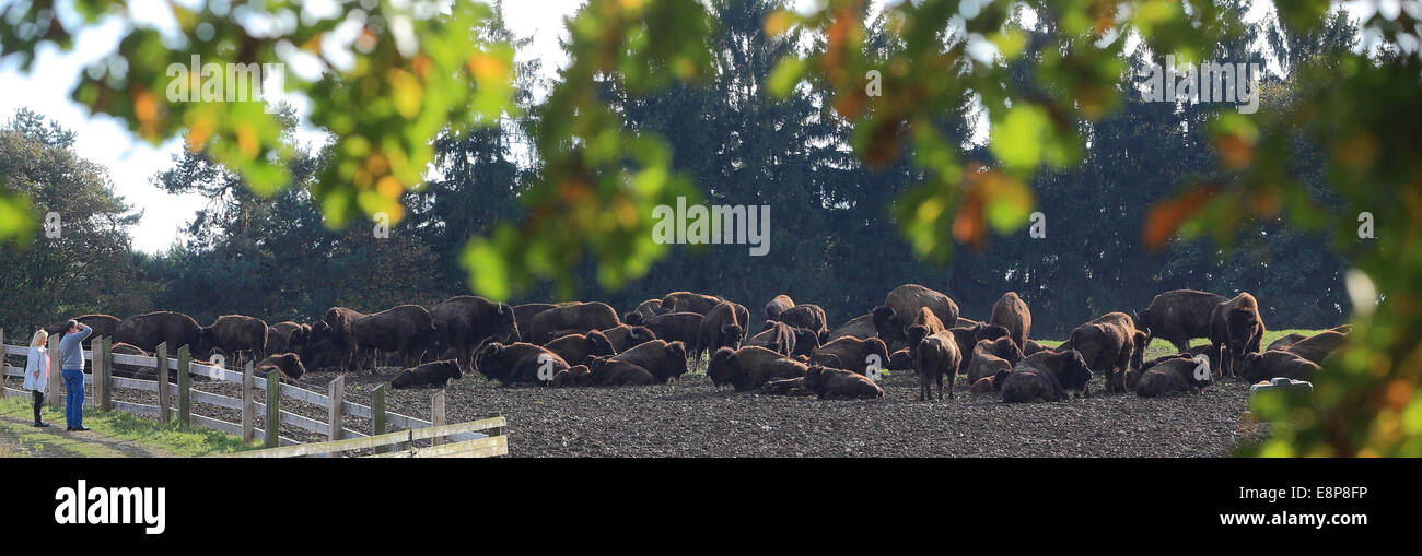A wisent flock is pictured in the wildlife park Stangerode, Germany, 12 ...
