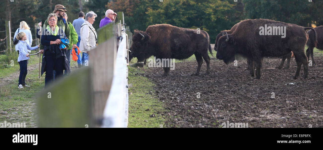 Visitors are looking at wisents in the wildlife park Stangerode ...