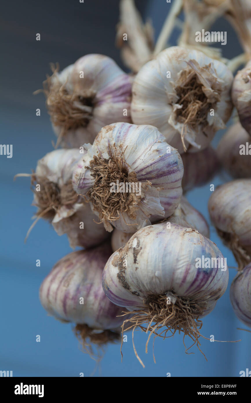 string of Garlic Stock Photo - Alamy