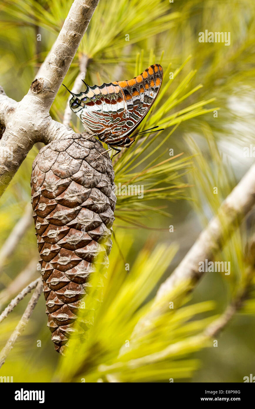 Charaxes jasius butterfly nature hi-res stock photography and images ...
