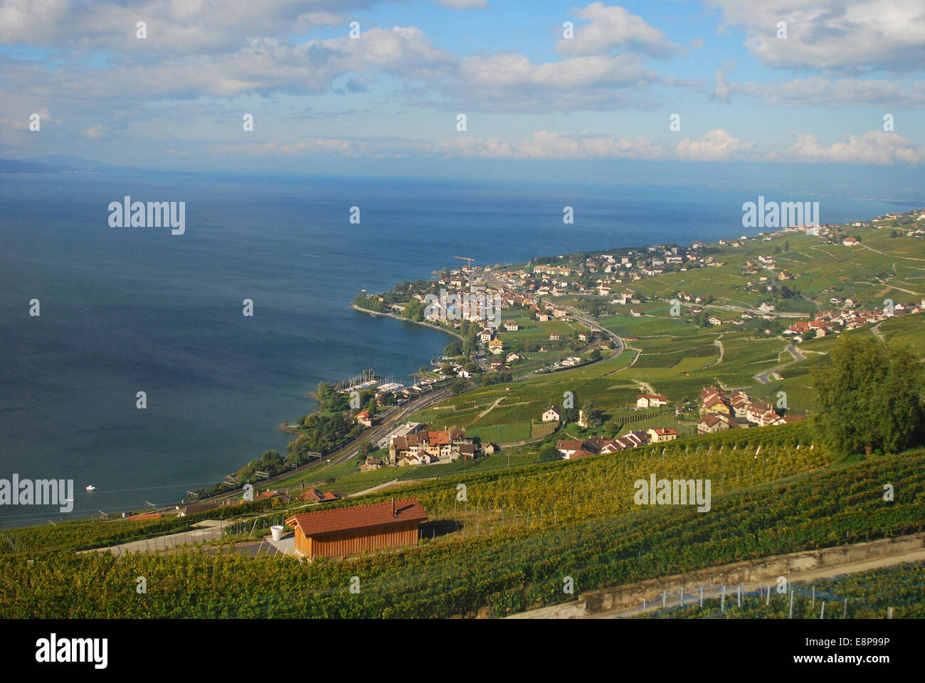Cully, canton Waadt in Switzerland at the Lake Geneva and vineyards ...