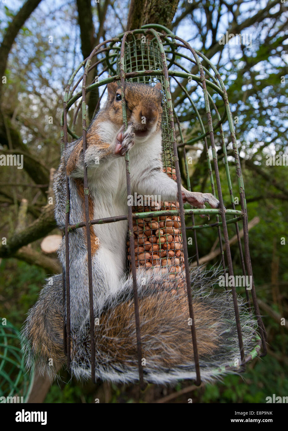 Squirrel Nuts Caught In Bird Feeder