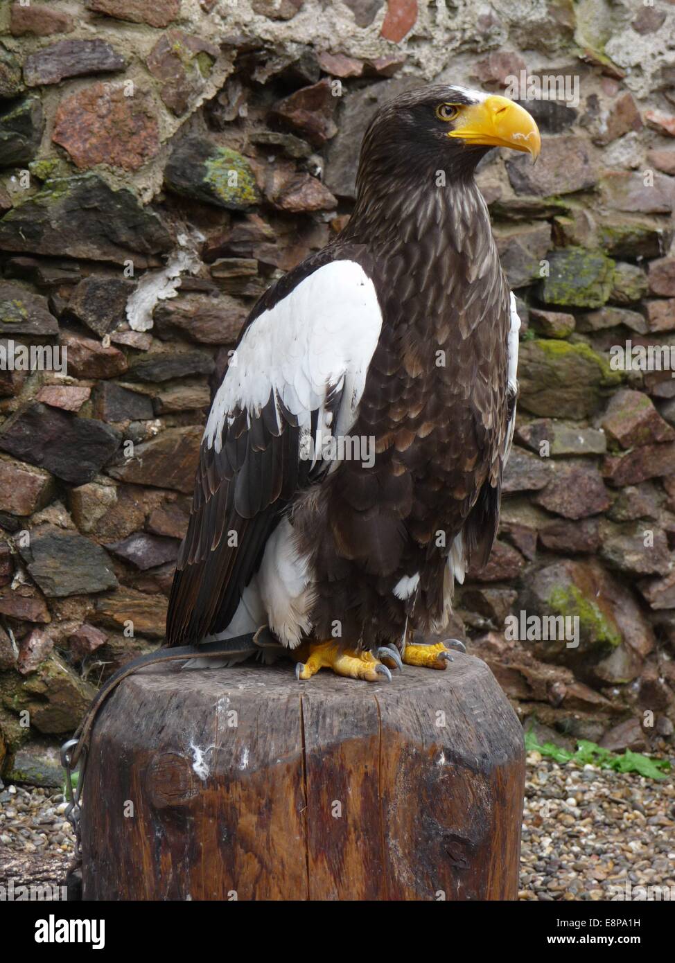 Kantzheim, France. 3rd Aug, 2014. A Steller's Sea-eagle, pictured at ...
