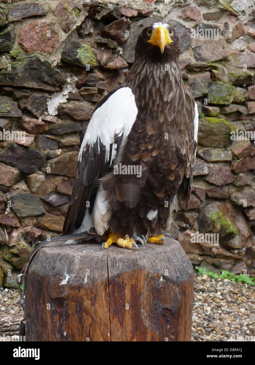 Kantzheim, France. 3rd Aug, 2014. A Steller's Sea-eagle, pictured at ...