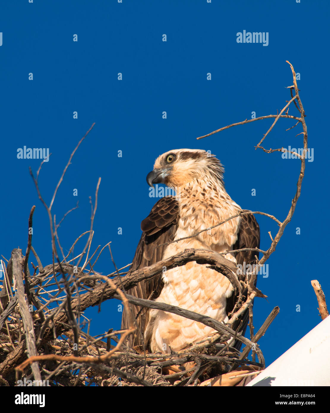 Eastern osprey on nest hi-res stock photography and images - Alamy