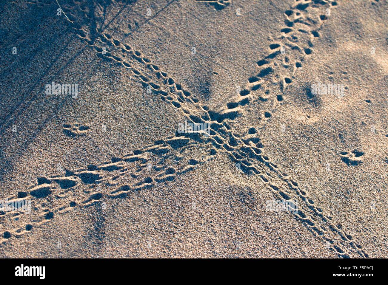 Crucifix crab hi-res stock photography and images - Alamy