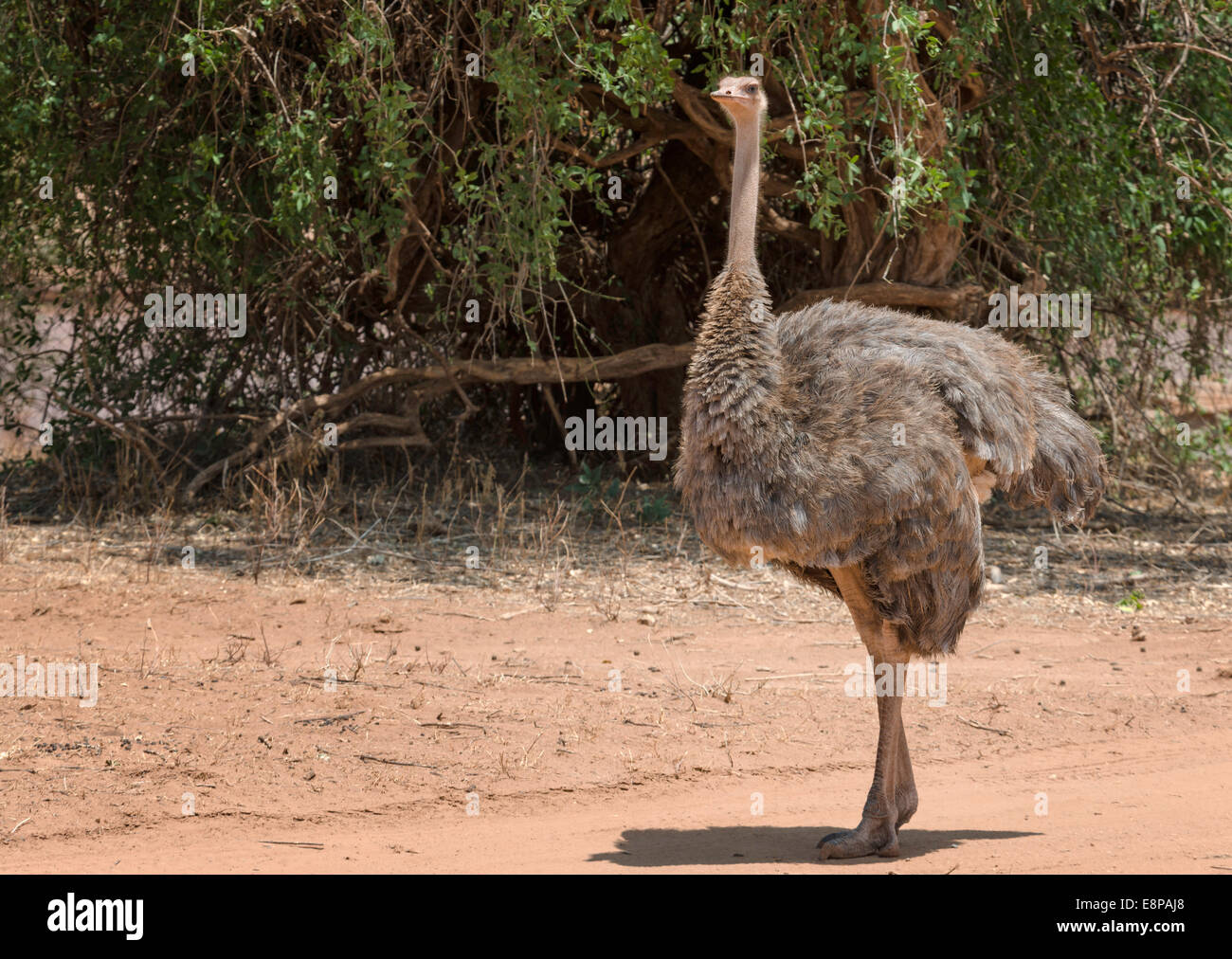 Female ostrich walking Stock Photo - Alamy