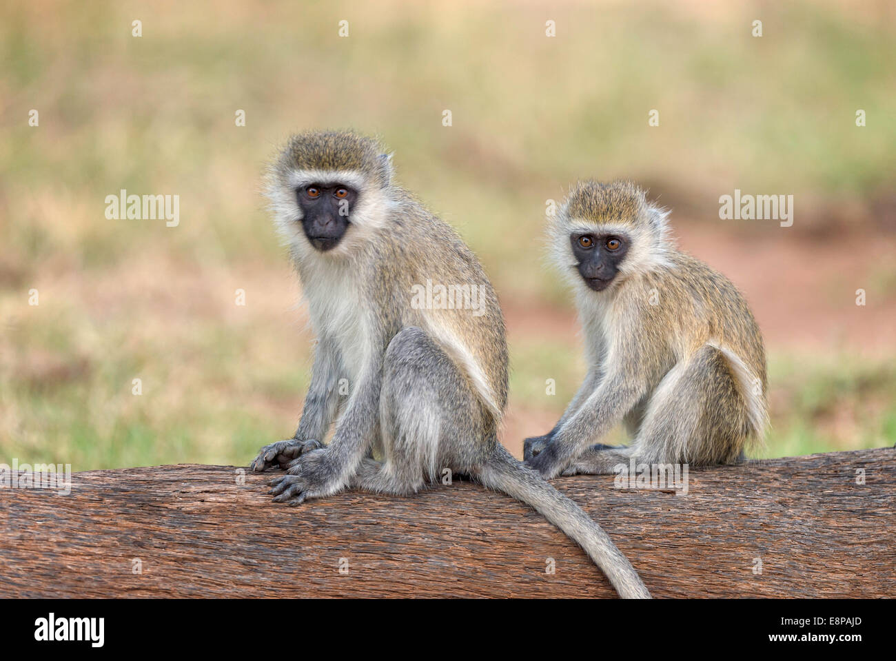 Black Faced Vervet Monkey High Resolution Stock Photography and Images ...